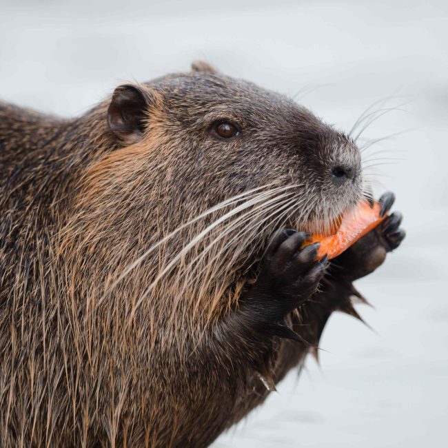Capybara Facts: Sleep, Diet, Behavior, and Pet Habits