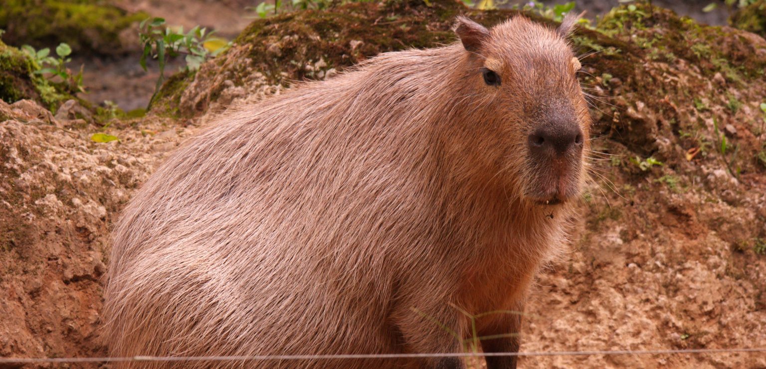 Capybara Facts: Sleep, Diet, Behavior, and Pet Habits