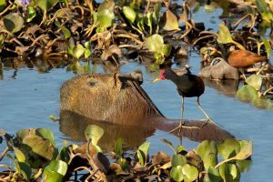 What Are Capybaras Predators? Natural Enemies Explained